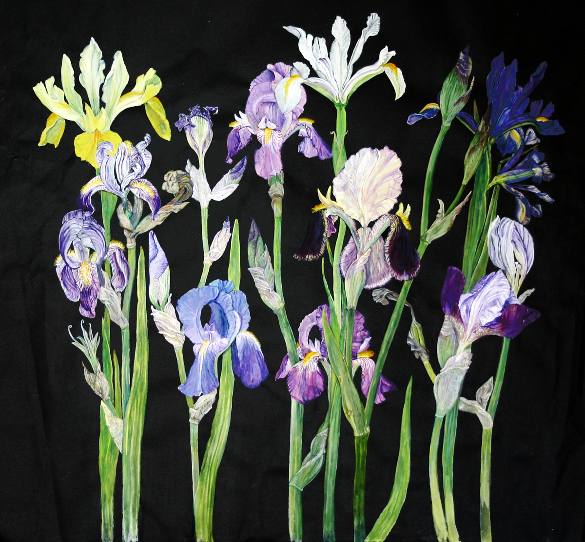Iris – Elizabeth Showan
